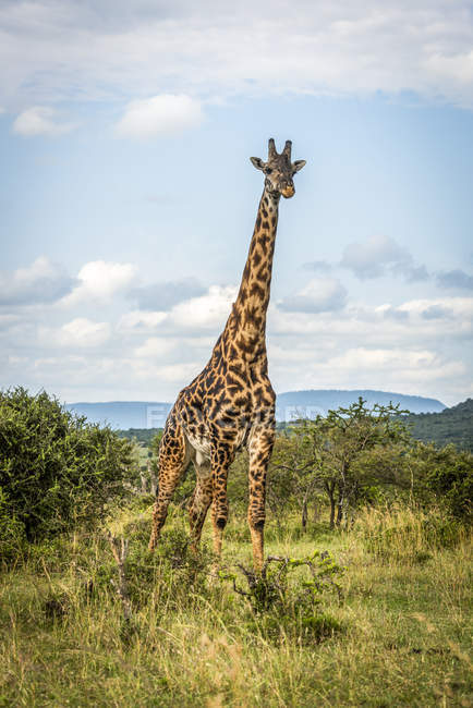 GPTF - Game Products Trust Fund